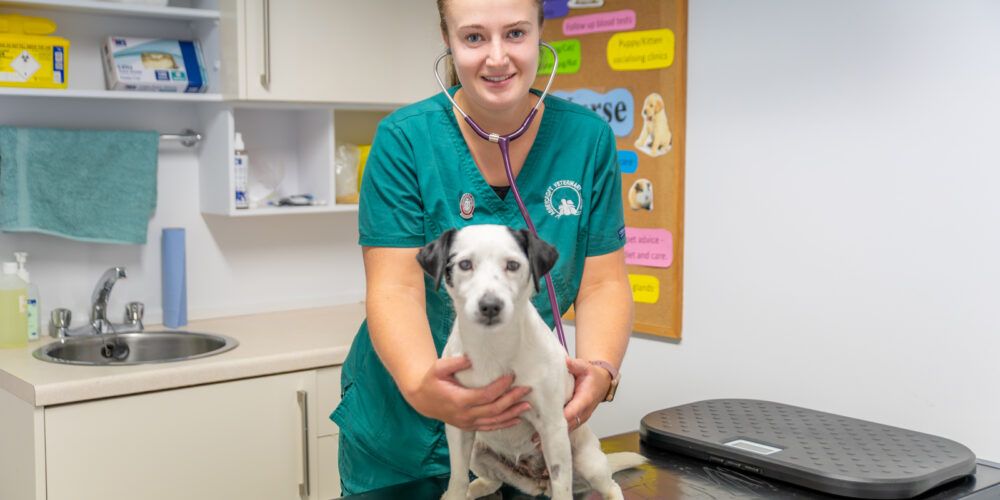Abbeycroft Vets | Quality Pet Care in Northwich